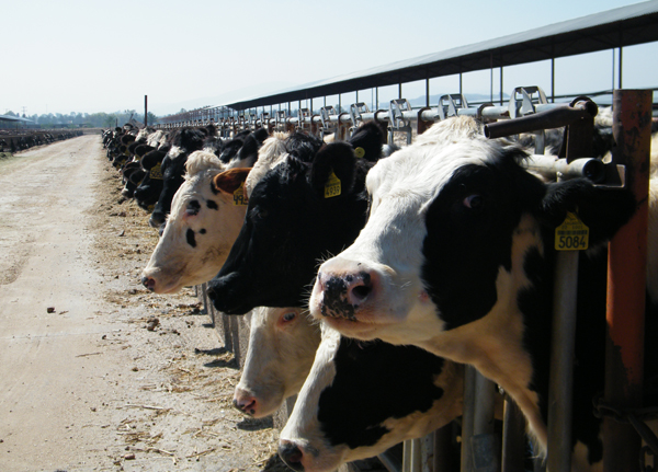 Alpura: del rancho a la mesa · THE LOGISTICS WORLD | Conéctate e inspírate.