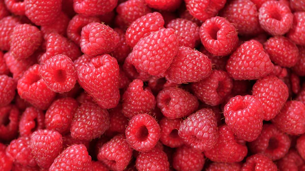 Berries puntean las exportaciones agroalimentarias mexicanas