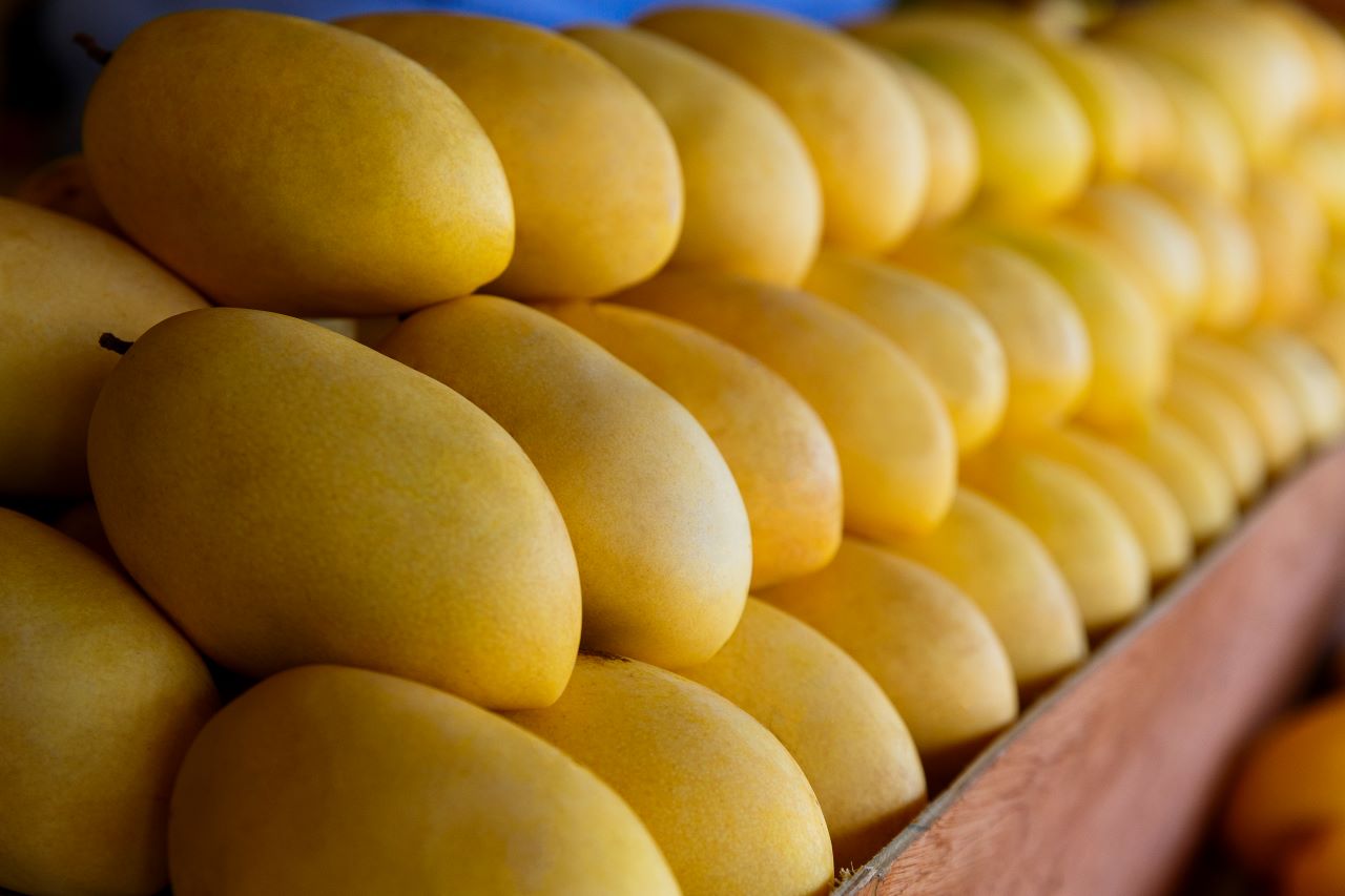 Producción de mango en México bate récord en 2023
